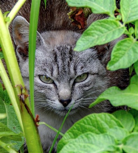 Gato Catnip Imagens Download Grátis No Freepik