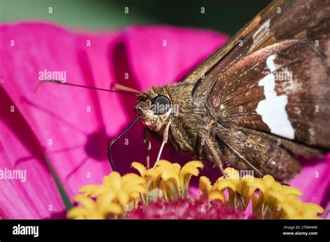 Extreme Close Up Of A Silver Spotted Skipper Butterfly Epargyreus