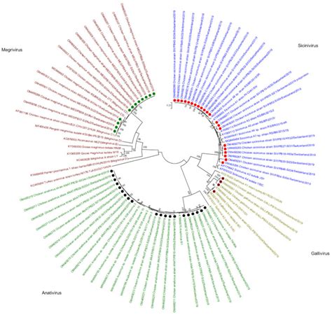 Differential Viral Genome Diversity Of Healthy And Rss Affected Broiler