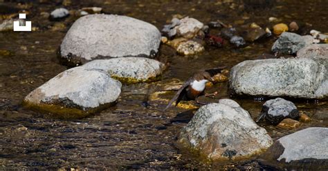 작은 새가 물 속의 바위 위에 서 있습니다 사진 Unsplash의 무료 바위 이미지