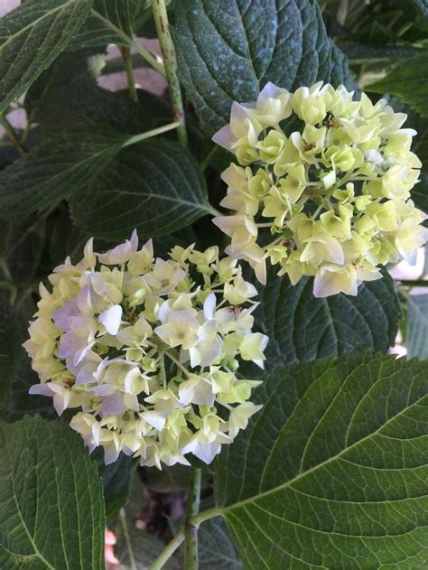 月季春花開得艷麗多姿秋花也一樣多姿多彩令人迷醉 每日頭條