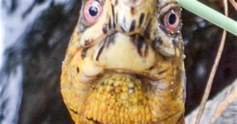 I Call It Aggressive Turtle Imgur