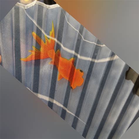 あずきバー On Twitter 金魚の扇子を持って行きました。 ドハに見せたら 「金魚」って日本語で…… カワイイ〜kawaii〜 可愛いやないか〜💜💜💜 🙏🙏🙏🙏🙏 髪が乱れない程度に