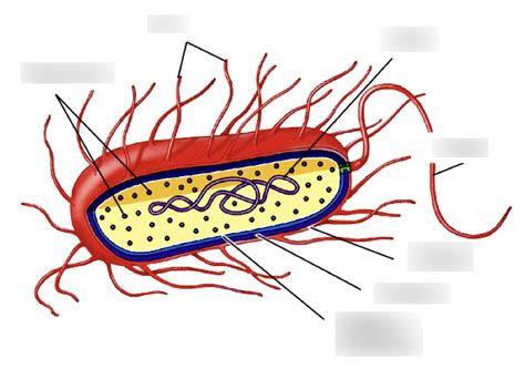 Structuur Prokaryote Cel Diagram Quizlet