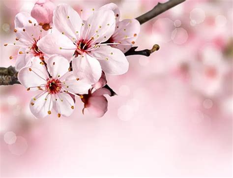 عکس شکوفه های صورتی گرافیک با طعم تربچه