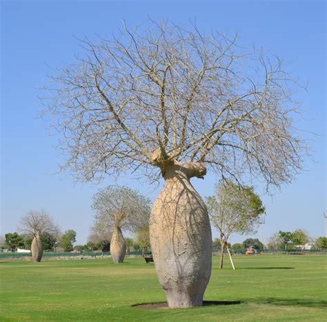 The Three Sisters Tree Three Sisters Golf Courses Park