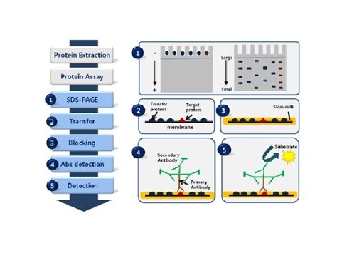 Western Blot Materials 1 Electrophoresis Sdspage Gel 10