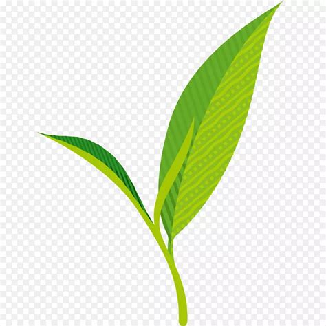 新鲜茶叶矢量插画png图片素材下载 图片编号yjdbkvpy 免抠素材网