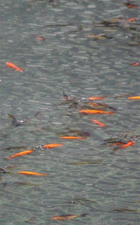 How To Build A Fish Farming Cooperative And Shrimp Equipment List