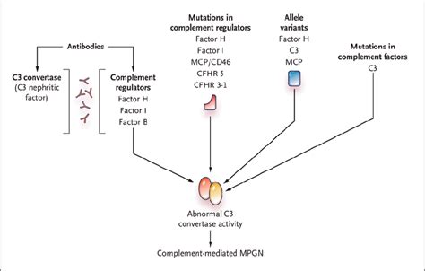 Acquired And Genetic Abnormalities Associated With Complement Mediated Download Scientific