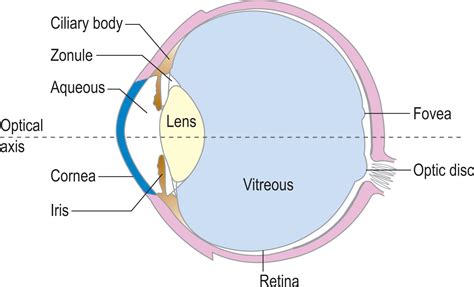 Visual Optics Clinical Tree