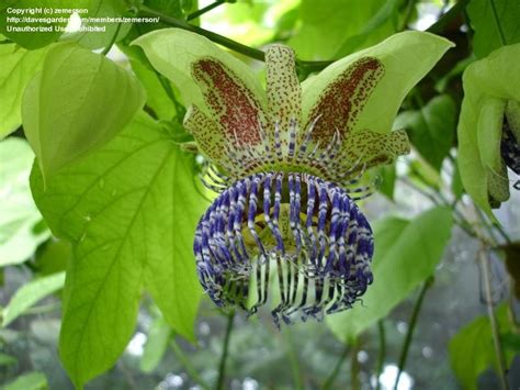 FLORIDA FLOWERING VINES GARDEN FLOWERING VINES FLORIDA GARDEN Flowering Vines