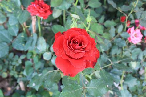 Flowers Are The Reproductive Structures Of Flowering Plants Angiosperms And Play A Crucial