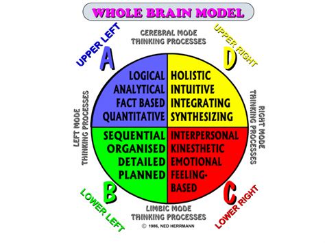 Whole Brain Thinking