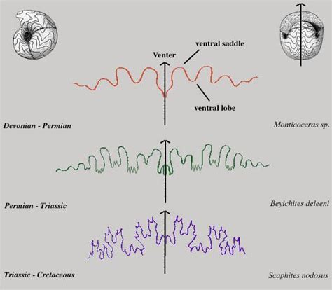 Suture Patterns Within Subclass Ammonoidea Natural History Museum