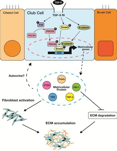 폐섬유화 일으키는 단백질 발견치료법 발견 청신호 아시아경제