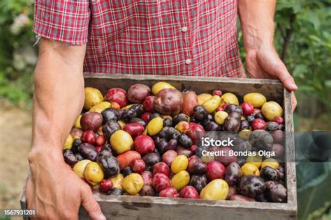 농부의 손에 나무 상자에 다양한 크기의 여러 가지 색깔의 감자를 신선하게 수확 감자 요리에 대한 스톡 사진 및 기타 이미지