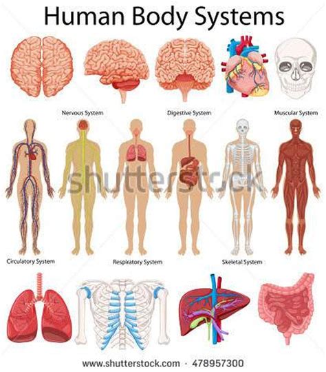 Pictures Of Body Systemshealthiack