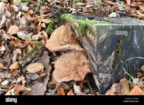 Tree Stump Giving Life To Mushrooms And Moss Stock Photo Alamy