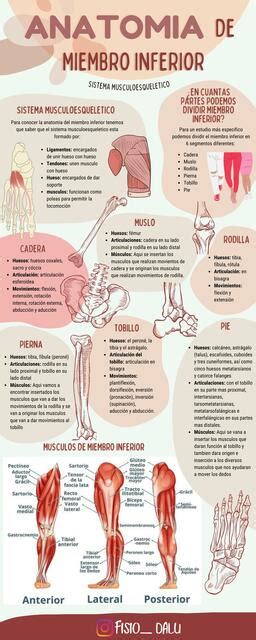Infografia De Miembro Inferior Fisio Dalu Udocz
