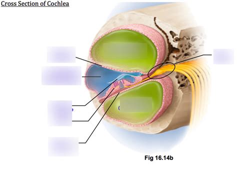 Cochlea Cross Section Diagram Quizlet