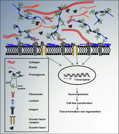 Schematic Illustration Of Key ECM Components And Their Interactions