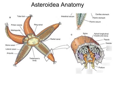 Phylum Echinodermata Class Asteroidea Cross Section Diagram Quizlet