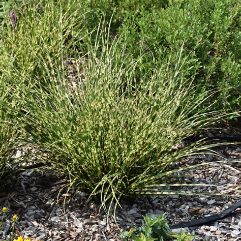 Bandwidth Maiden Grass Ship My Plants