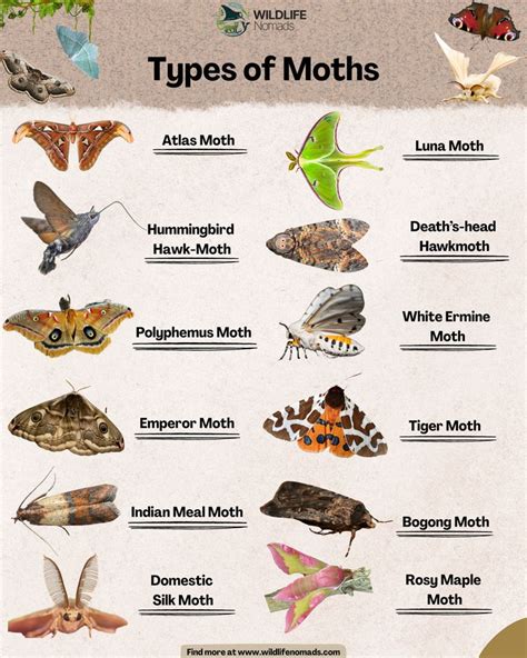 12 Types Of Moth Species In 2025 Moth Species Types Of Moths Moth Facts