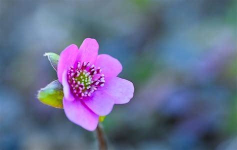 雪割草ユキワリソウ 空のいろ 花のいろ