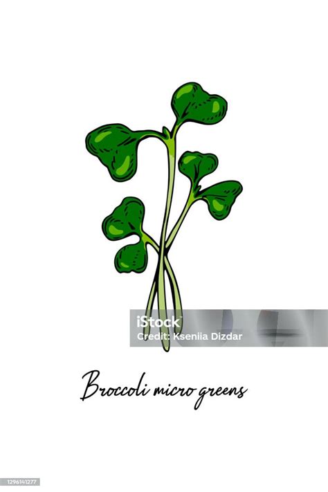 손으로 그린 브로콜리 마이크로 그린 흰색 배경에 격리된 컬러 스케치 스타일의 벡터 그림 0명에 대한 스톡 벡터 아트 및 기타 이미지 0명 가정 생활 건강관리와 의술