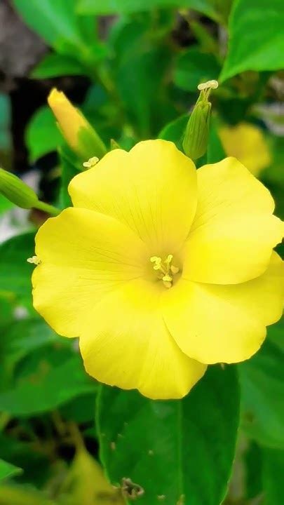 මේ මලේ නම දන්න අය Comment කරන්න Thankyou ලස්සන මල් වර්ගයක Today Nature New Naturalbeauty