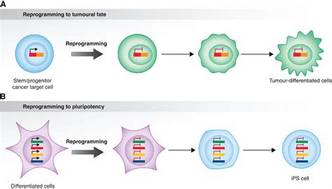tumour stem cell reprogramming versus reprogramming to pluripotency