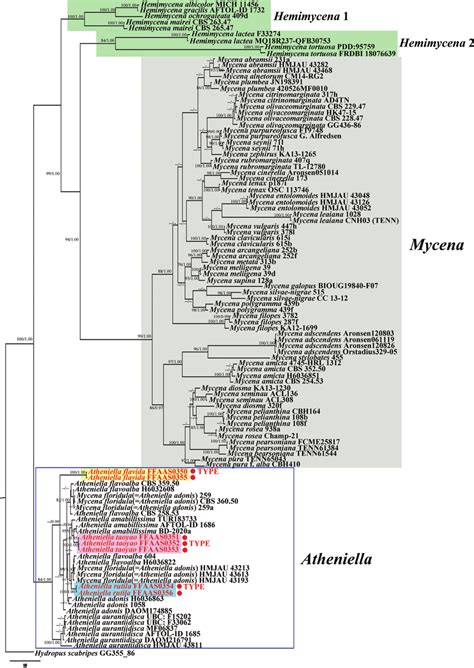 Maximum Likelihood And Bayesian Tree Concatenated Its Nlsu Dataset
