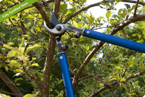 Tree Pruning NSW Tree Management