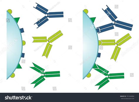 Antigen Antibody Reaction Images Stock Photos D Objects Vectors Shutterstock