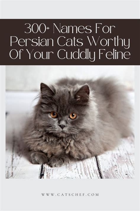300 Names For Persian Cats Worthy Of Your Cuddly Feline