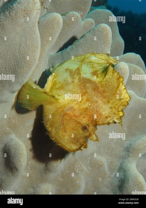 African Leaf Fish Compatibility