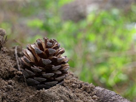 파인애플 숲 Pixabay의 무료 사진 Pixabay