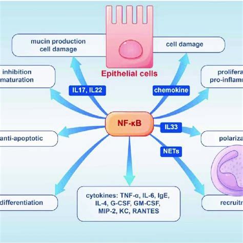 Graphical Summary Of Nf κb Pathways Role In Allergic Diseases The