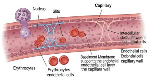 Intercellular Clefts Stock Illustrations 2 Intercellular Clefts Stock