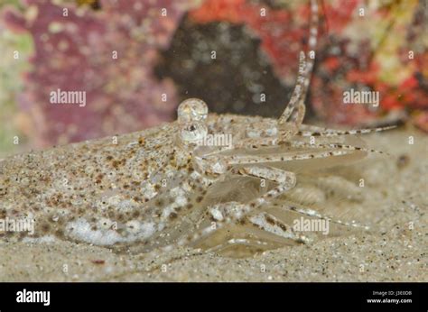 Common Or Brown Shrimp Crangon Crangon Burying Itself 2 Of 3 Stock