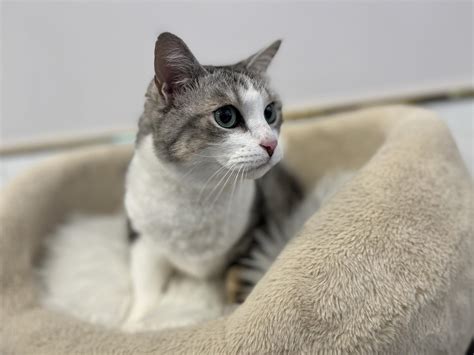 스코티쉬 스트레이트 보리 코카스파니엘분양가격 폼스키분양가격 폼치분양가격 폼피츠분양가격 푸숑분양가격 고양이분양가격 랙돌분양가격 러시안블루분양가격 먼치킨분양가격 브리티쉬숏헤어