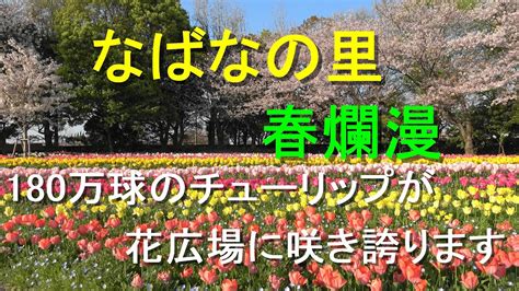 なばなの里 2023年 国内最大級 180万球のチューリップが花広場に咲き誇ります YouTube