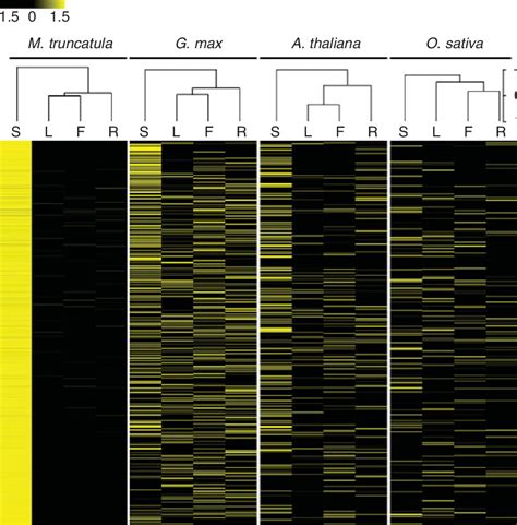 Colour Online Expression Patterns Of Medicago Seed Specific Genes Download Scientific
