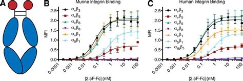 A Fusion Between A Species Cross Reactive Integrin Binding Peptide And