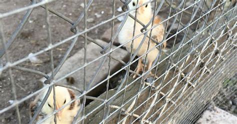Went To Hunt Pokemon Found Some Chicks Instead Album On Imgur