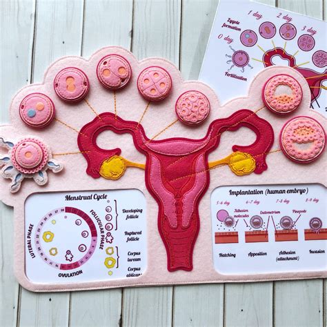 Female Fertilization Human Anatomy Educational Toy Reprod Inspire Uplift