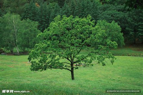 树摄影图 自然风景 自然景观 摄影图库 昵图网