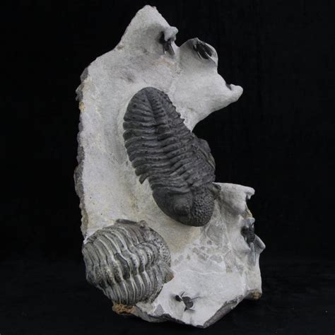 Superb Trilobites Group Original Matrix Exclusive Fossil Specimen Superb Trilobites Group Original Matrix Exclusive Fossil Specimen